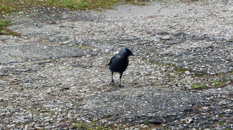 The birds are starting to visit the feeding site in an enlarged group - this needs to be sorted out