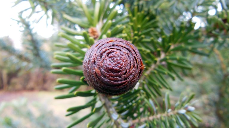 Korean fir - conifer with blue cones growing upwards