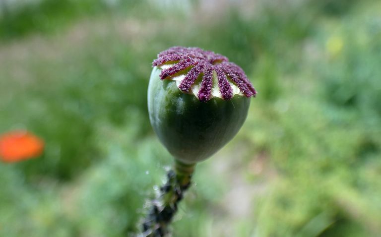 Field poppy. Is it narcotic? Can you get opium and morphine out of it?