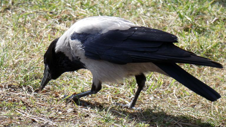 The crows dominate, the rest of the birds are in the background
