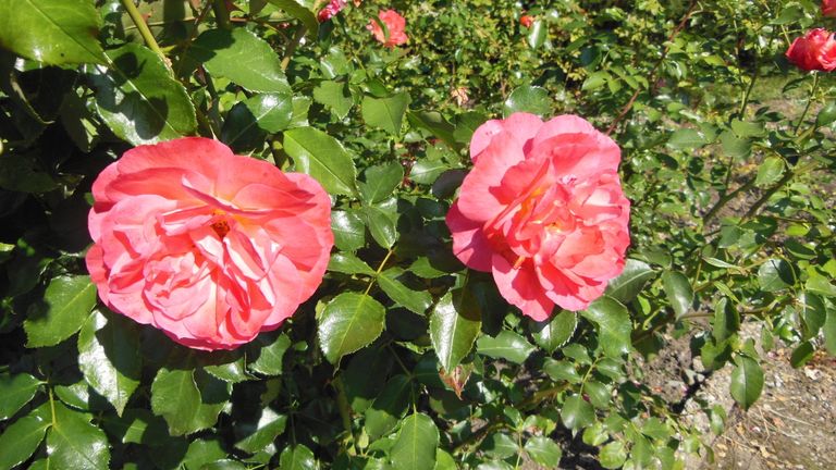 A walk through the beautiful Rosarium, which blooms for the second time ...