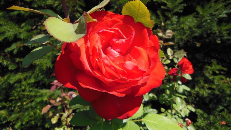 A walk through the beautiful Rosarium, which blooms for the second time ...