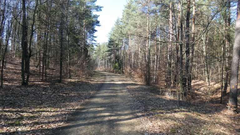The crows dominate, the rest of the birds are in the background