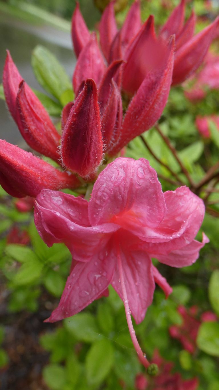Beautiful flowers of the Silesian Park - Japanese rhododendron or Azalea