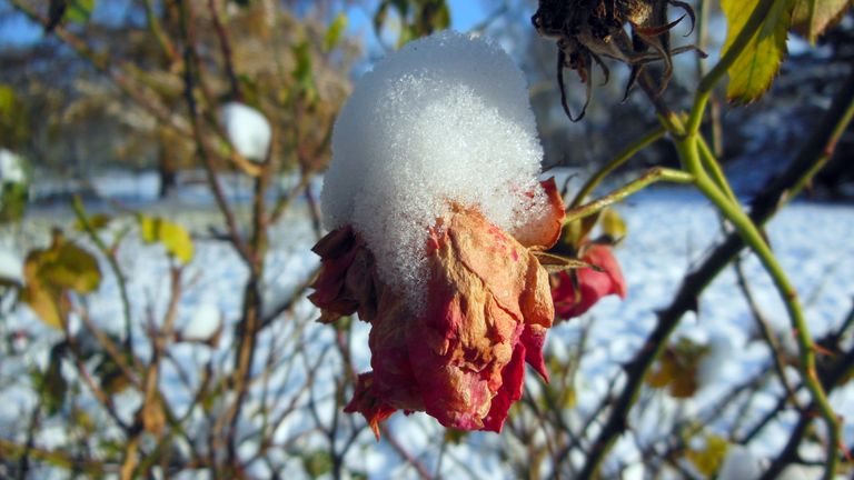 Frozen roses in park alleys, covered with delicate down
